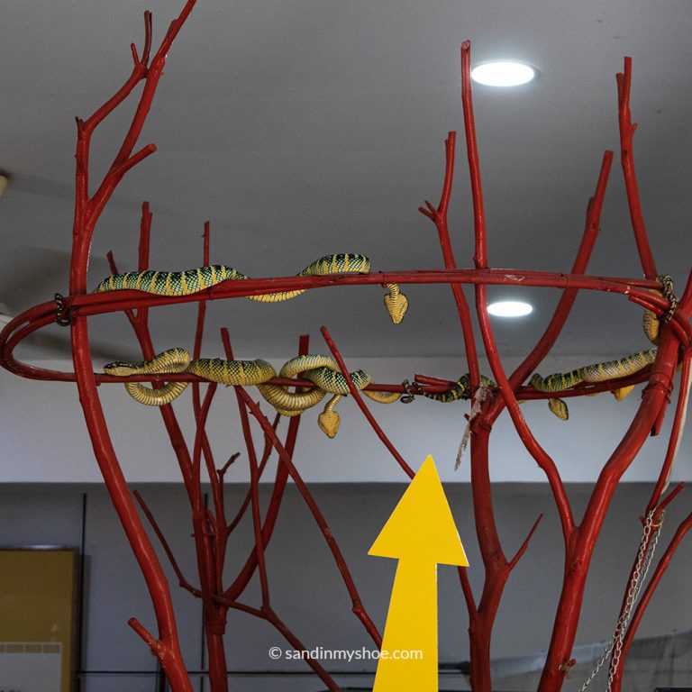 Snake Temple Penang: Tourist Trap or Worth Visiting 2026?