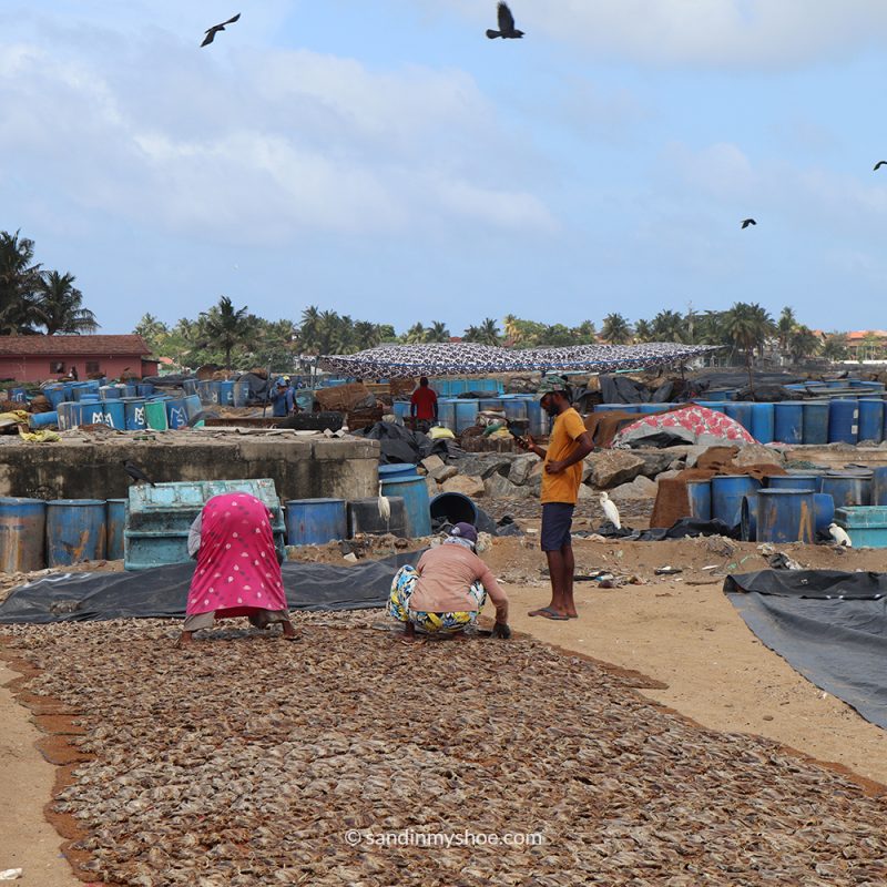 7 Things to Do in Negombo Town (Including Leaving) - Sand in My Shoe ...