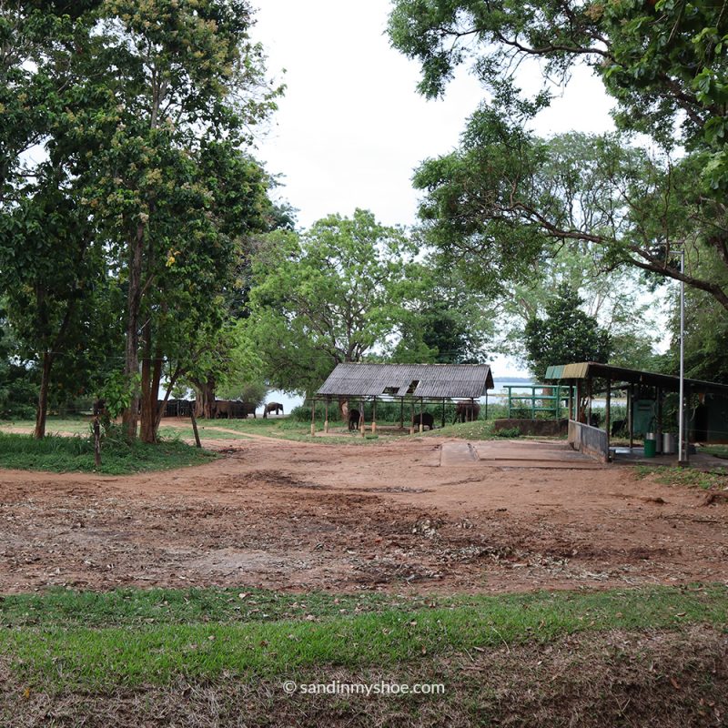 Why You Should Visit the Elephant Transit Home in Udawalawe
